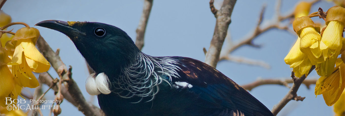 tui-in-kowhai-header – The Photographic Art of Bob McAuliffe